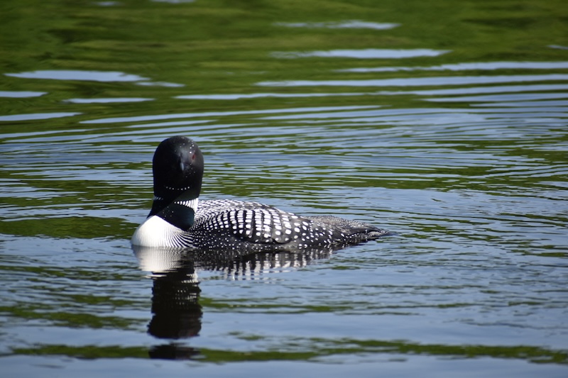 Natural Connections: A Summer Of Loon Discovery | Recent News ...