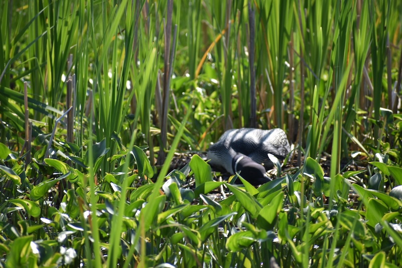 Natural Connections: A Summer Of Loon Discovery | Recent News ...